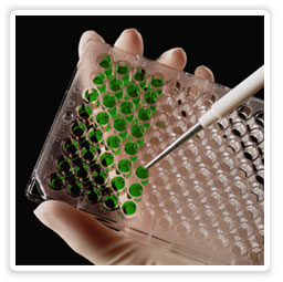 瑞士MFIII 植物胚胎素VP注射剂